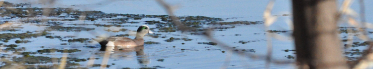 StereoMorph - Creating a checkerboard